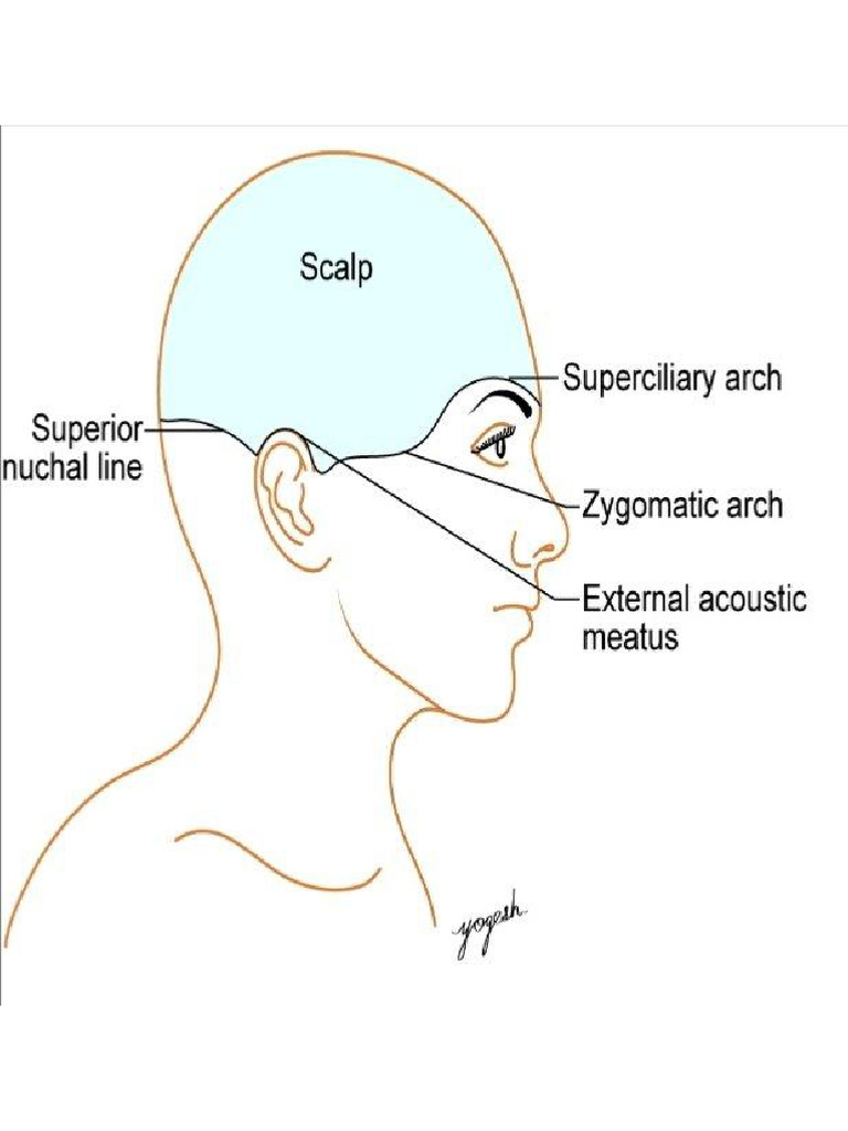 Anatomy Test Diagram | PDF