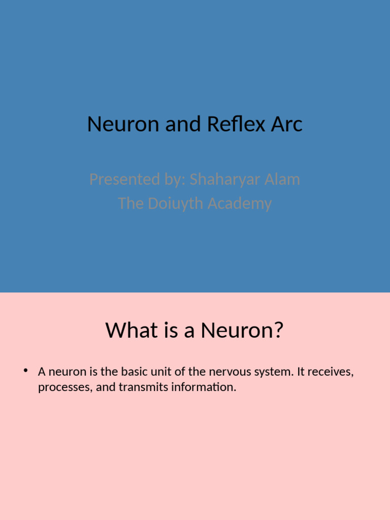 Neuron Reflex Arc Colorful With Diagrams | PDF