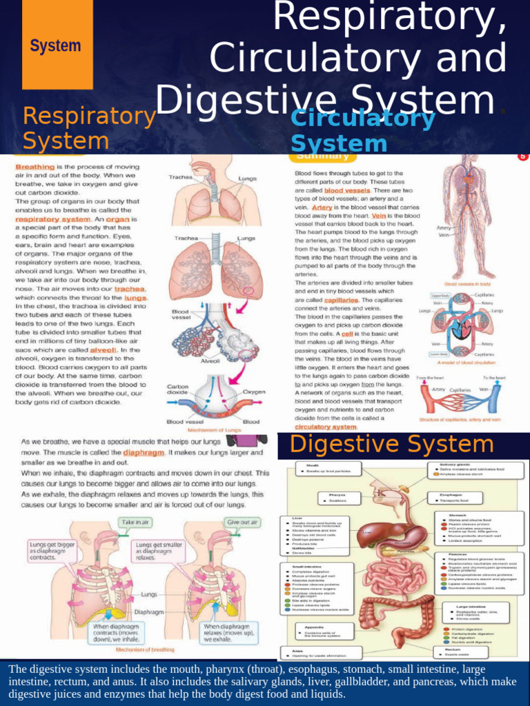 Respiratory, Circulatory and Digestive System | PDF