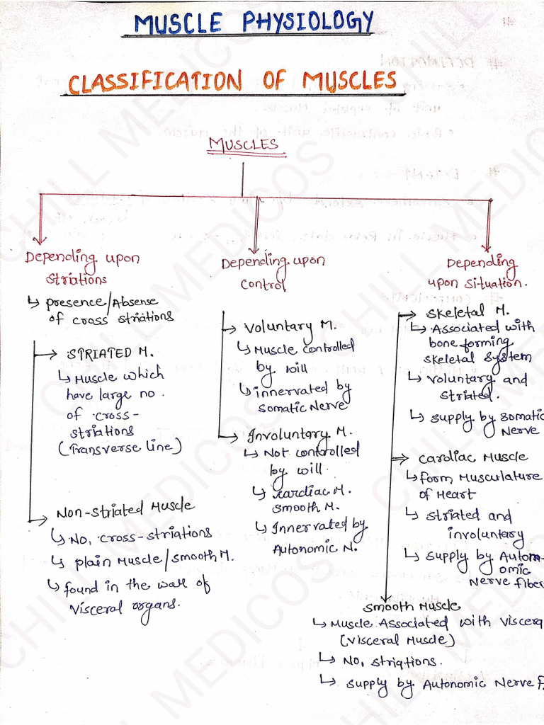 Muscle Physiology | PDF