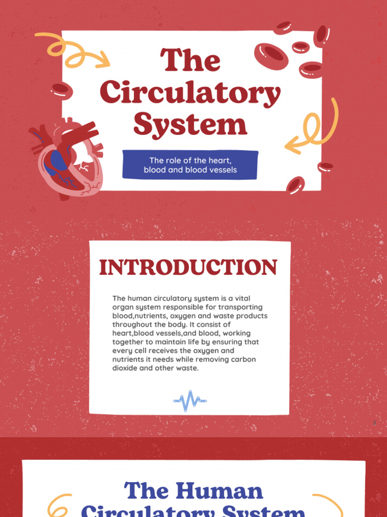 The Circulatory System Education Presentation in Peach Red Blue Hand ...