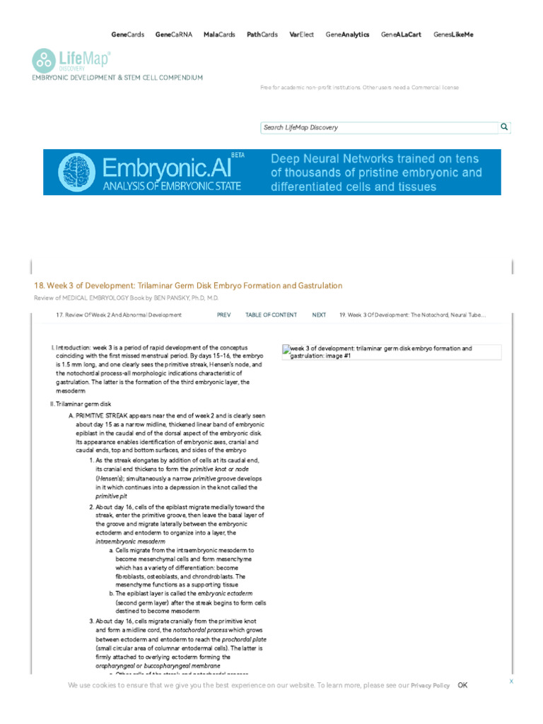 Trilaminar Disk Formation in Embryo | PDF | Reproduction ...