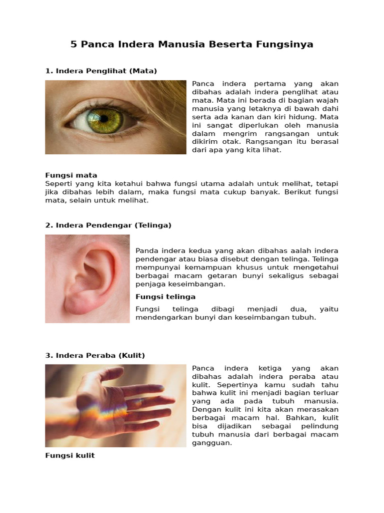 5 Panca Indera Manusia Beserta Fungsinya | PDF