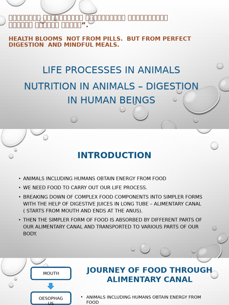 9 Lesson Life Process in Animals - 9.1 Nutrition in Animals - Digestion ...