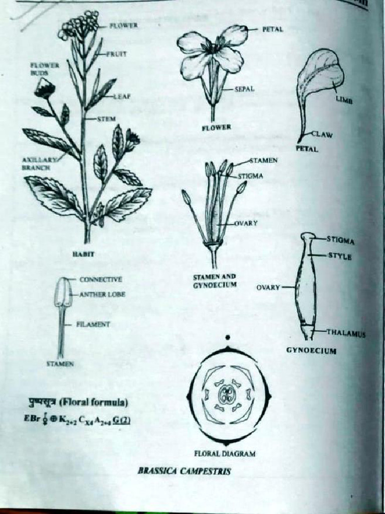 Botany 3rd Semester File 2nd Part | PDF