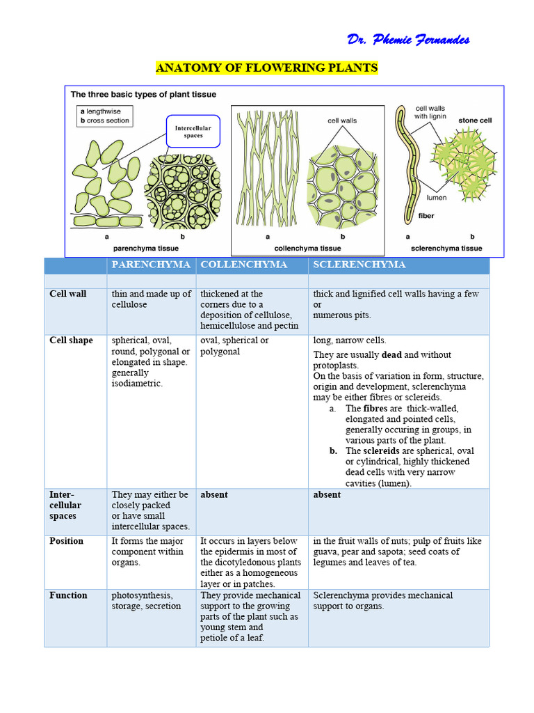 Anatomy of Plant Tissues Explained | PDF | Leaf | Plant Stem