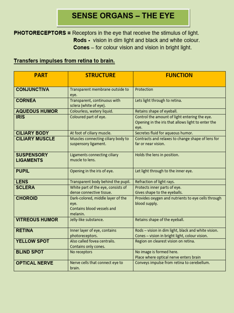 Eye Anatomy and Function Explained | PDF | Eye | Human Eye
