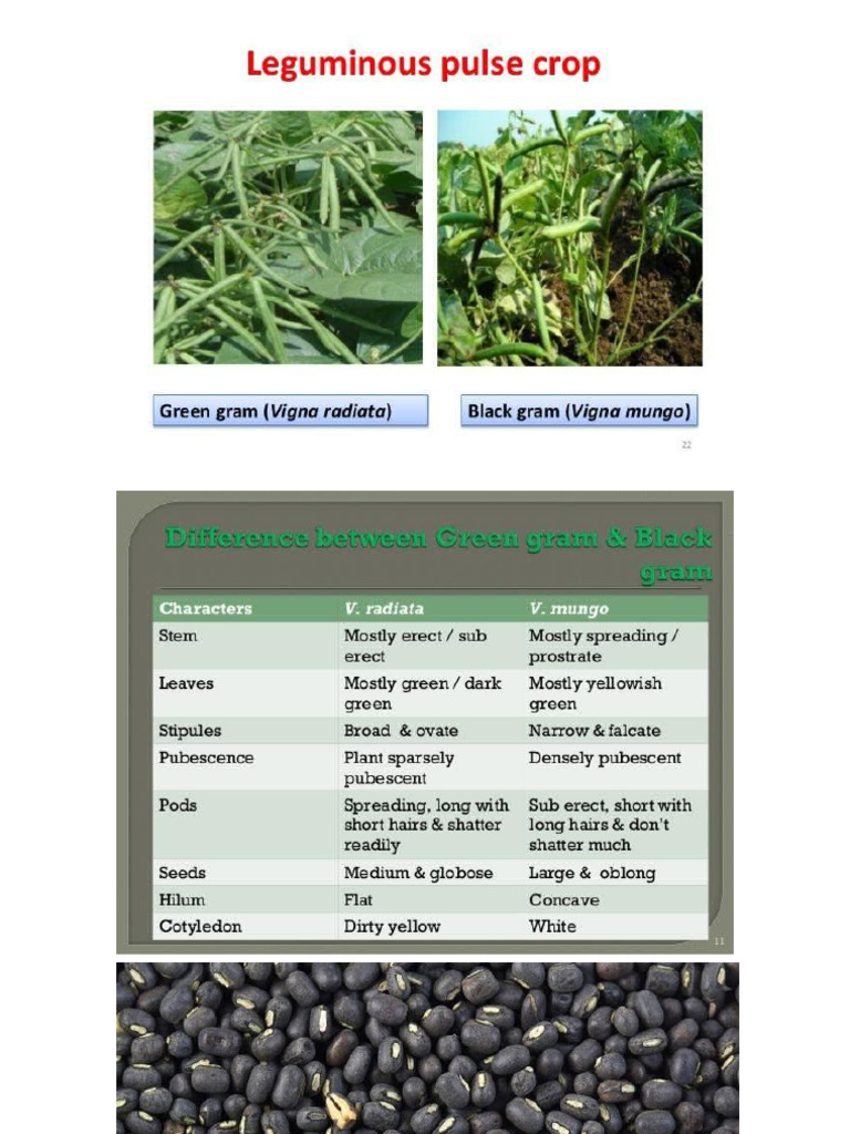 Black and Green Gram Cultivation Guide | PDF | Soil | Agronomy