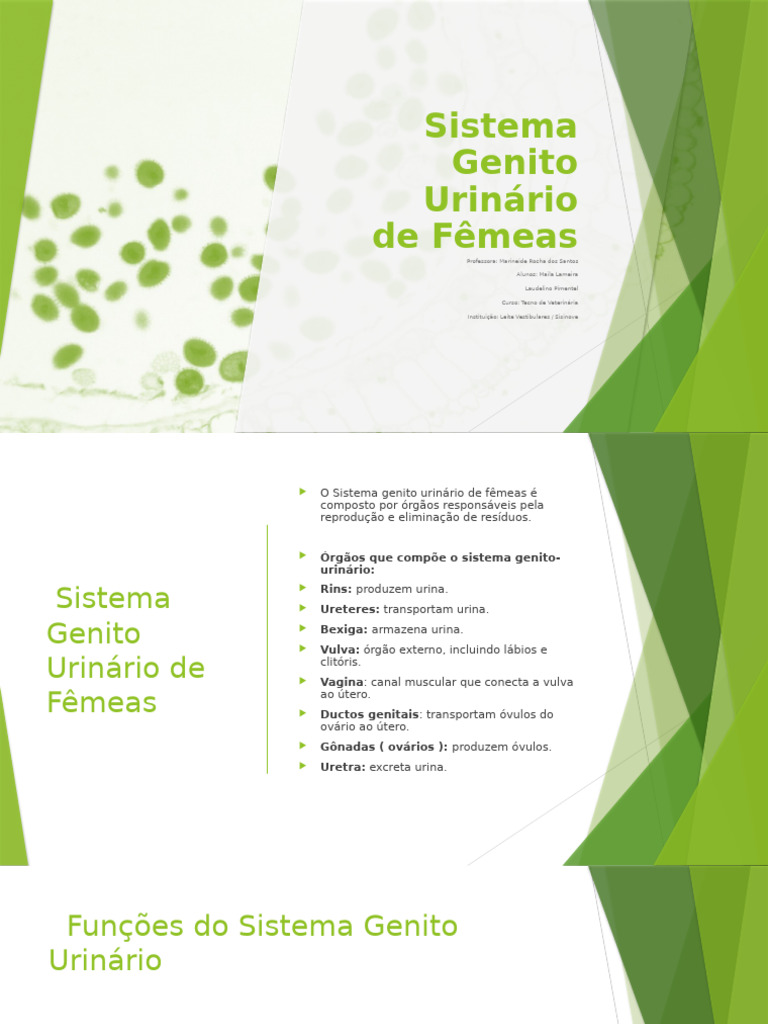 Sistema Genito Urinário de Fêmeas | PDF | Sistema reprodutivo | Reprodução