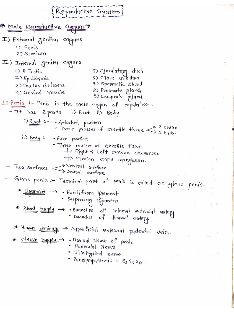Anatomy of Reproductive System | PDF