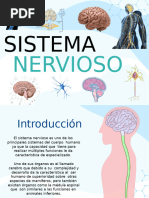 Anatomía del Tectum y Tegmentum | PDF | Anatomía | Cerebro