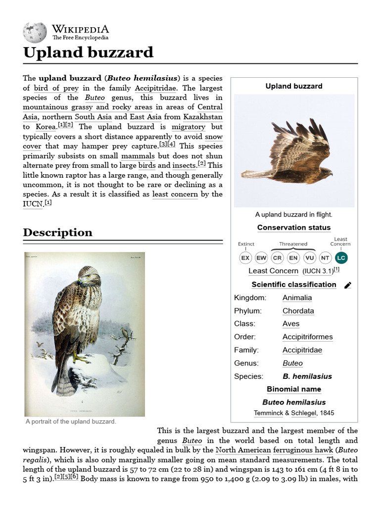 Upland Buzzard - Wikipedia | PDF | Holarctic Birds | Ornithology