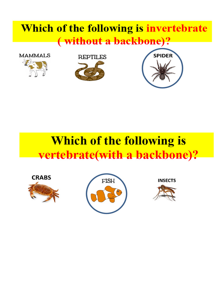 Invertebrates vs. Vertebrates Explained | PDF