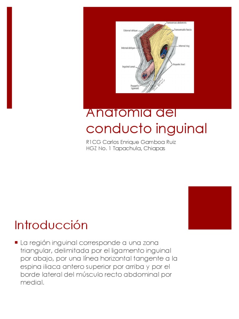 Anatomía del Conducto Inguinal | PDF | Abdomen | Tejido suave