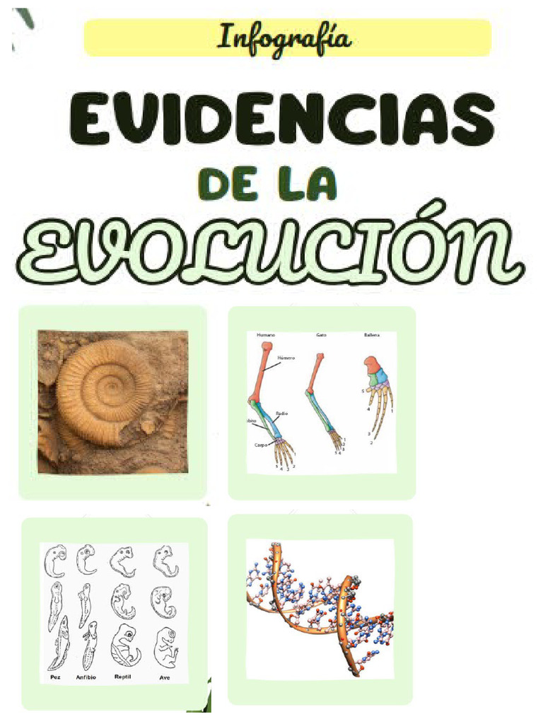 Infografia Evidencias de Evolución | PDF