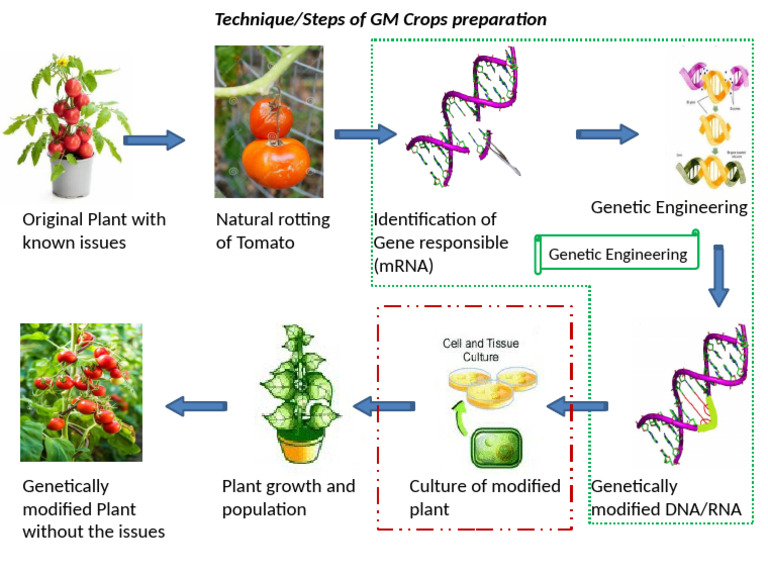 Genetic Engineering of Modified Tomatoes | PDF