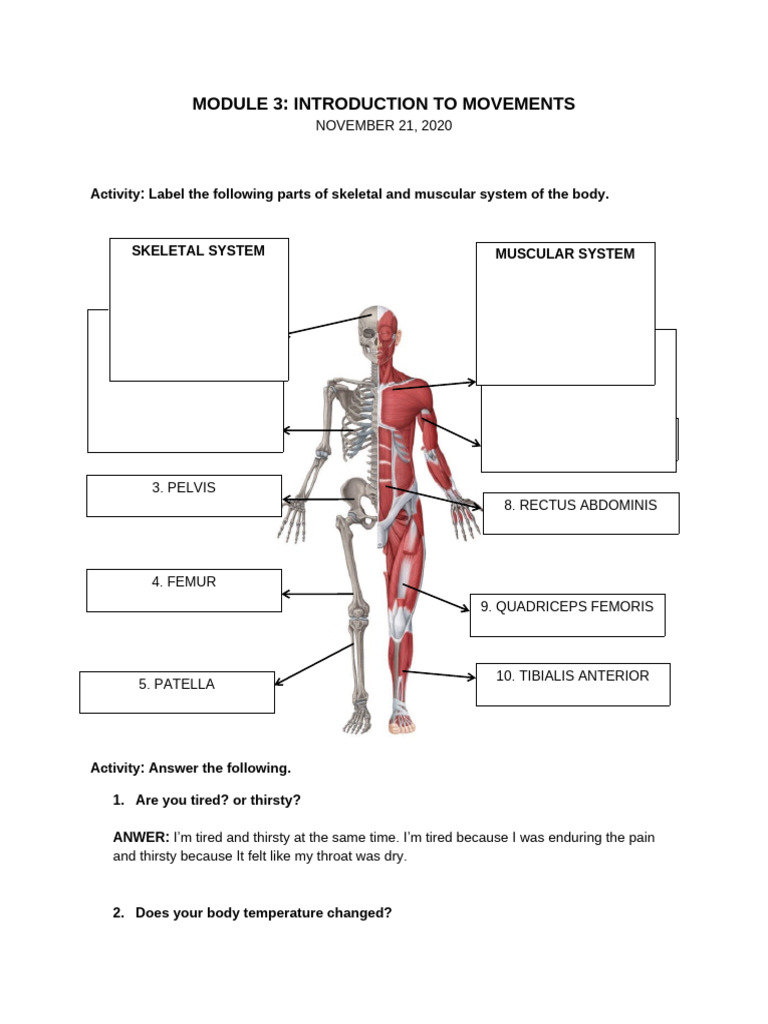 Understanding Body Movements and Systems | PDF | Pelvis | Abdomen