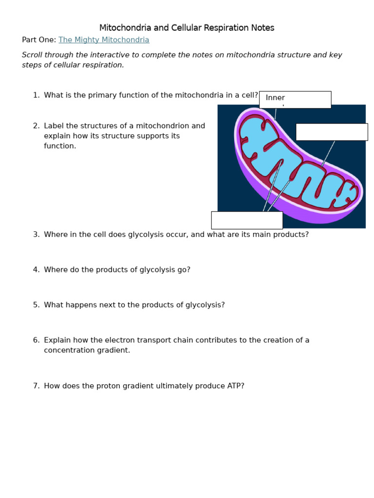 06 - Cellular Respiration Notes | PDF