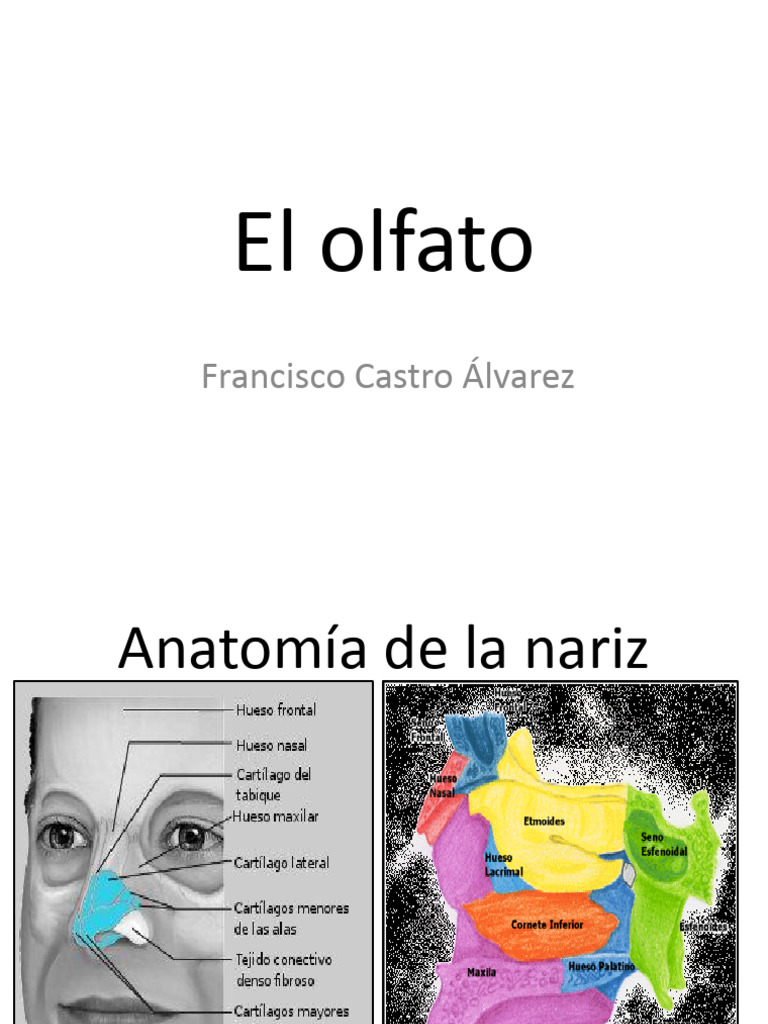 OLFATO | PDF | Biología | Biología Celular