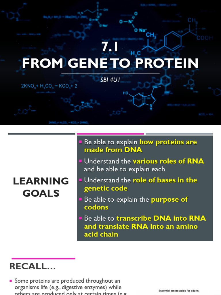 DNA to Protein: Transcription & Translation | PDF | Rna | Translation ...