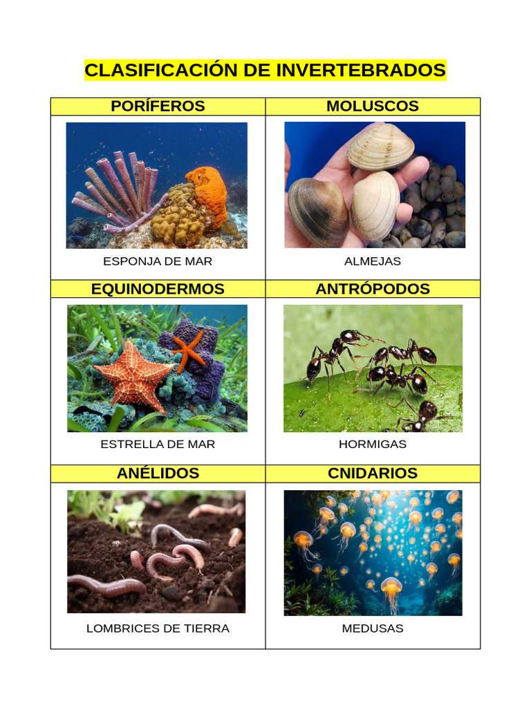 Clasificación de Invertebrados | PDF