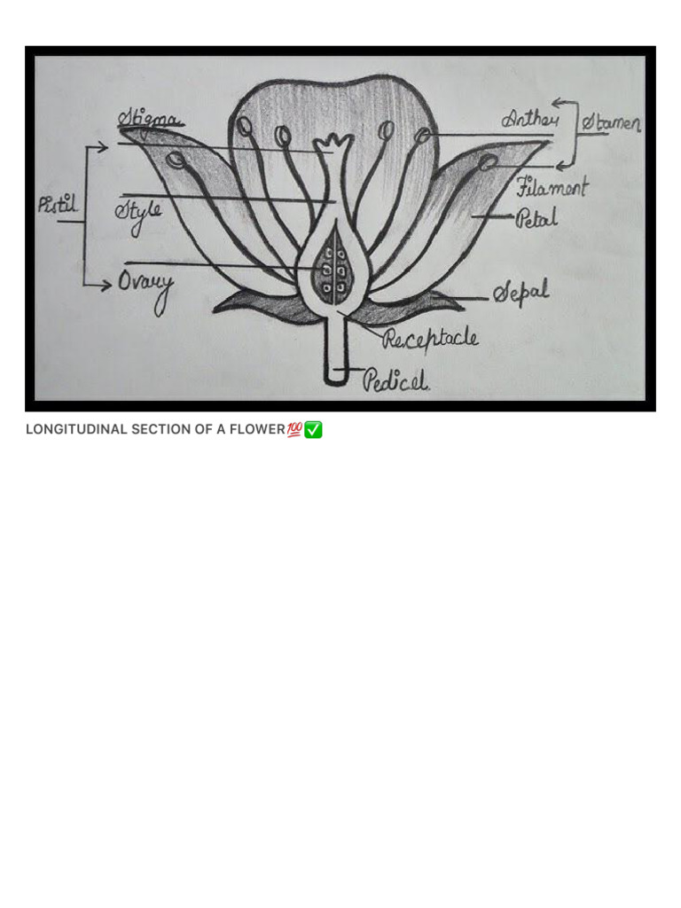 Longitudinal Section of A Flower? | PDF