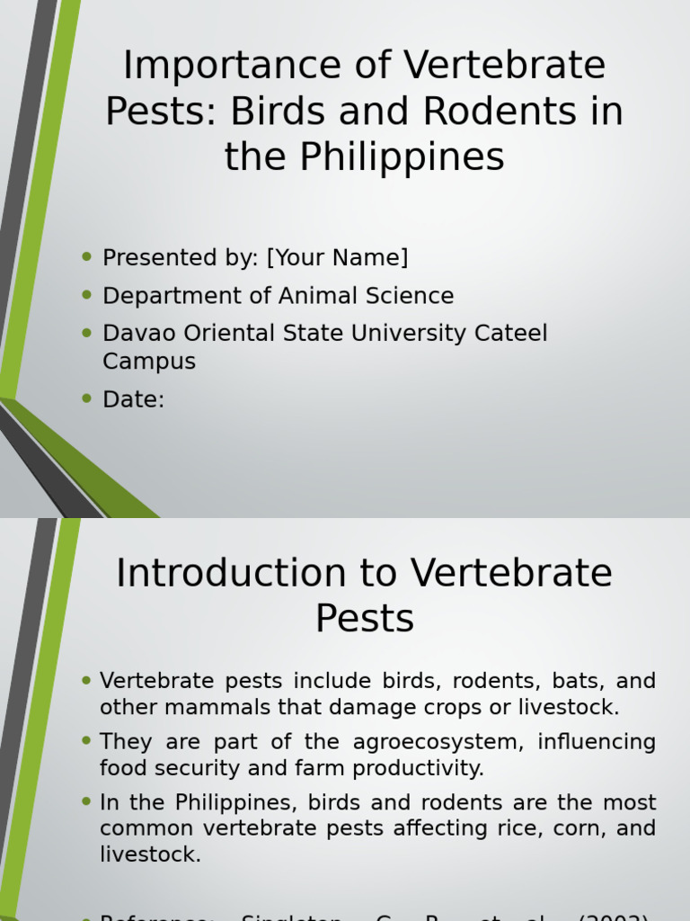 Importance of Vertebrate Pests Birds and Rodents in The Philippines ...