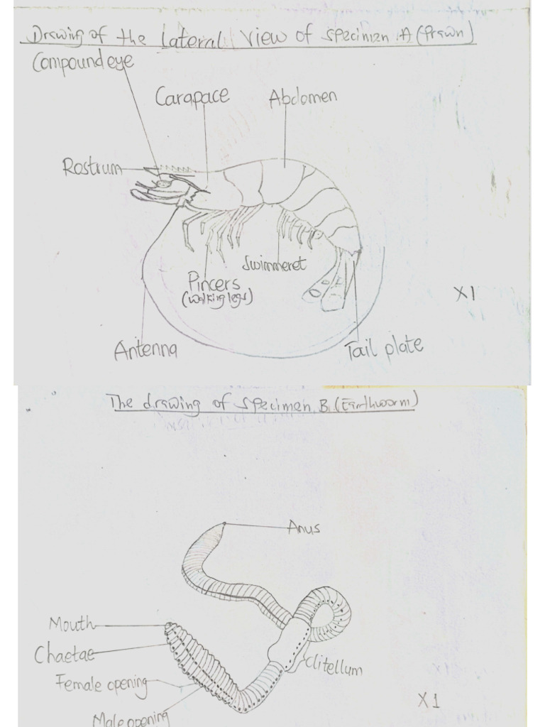 Specimen Drawings | PDF