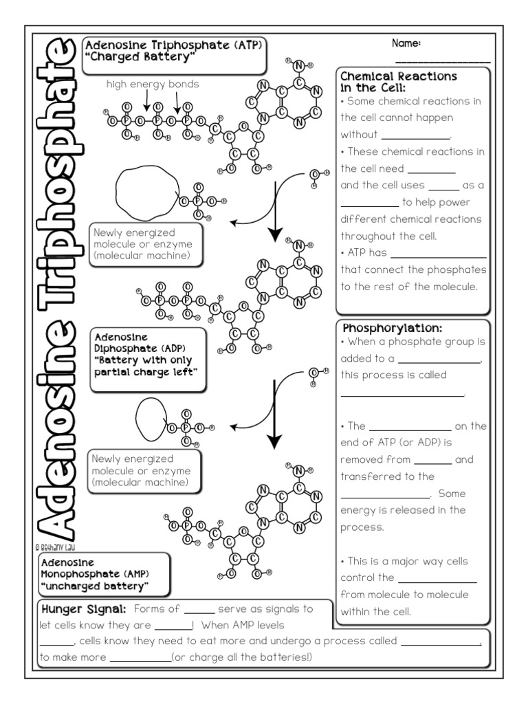 ATP Notes | PDF | Adenosine Diphosphate | Adenosine Triphosphate