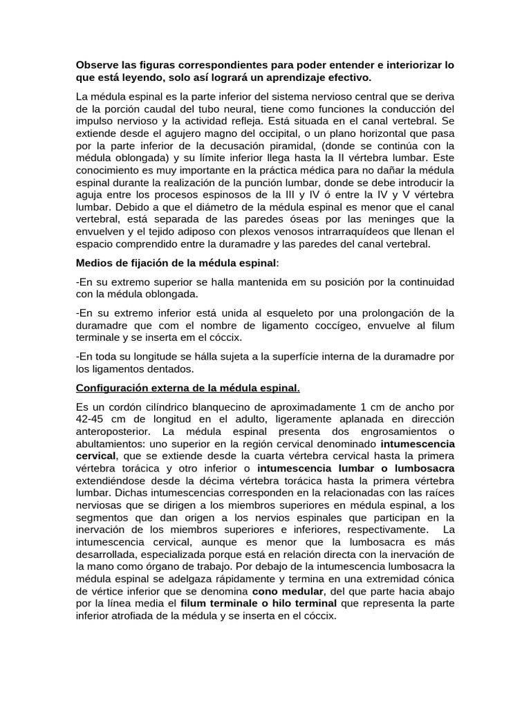 Estructura y Función de la Médula Espinal | PDF | Médula espinal ...