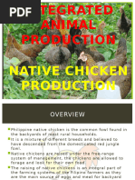 Philippine Native Chicken Production Guide | PDF | Chicken | Poultry