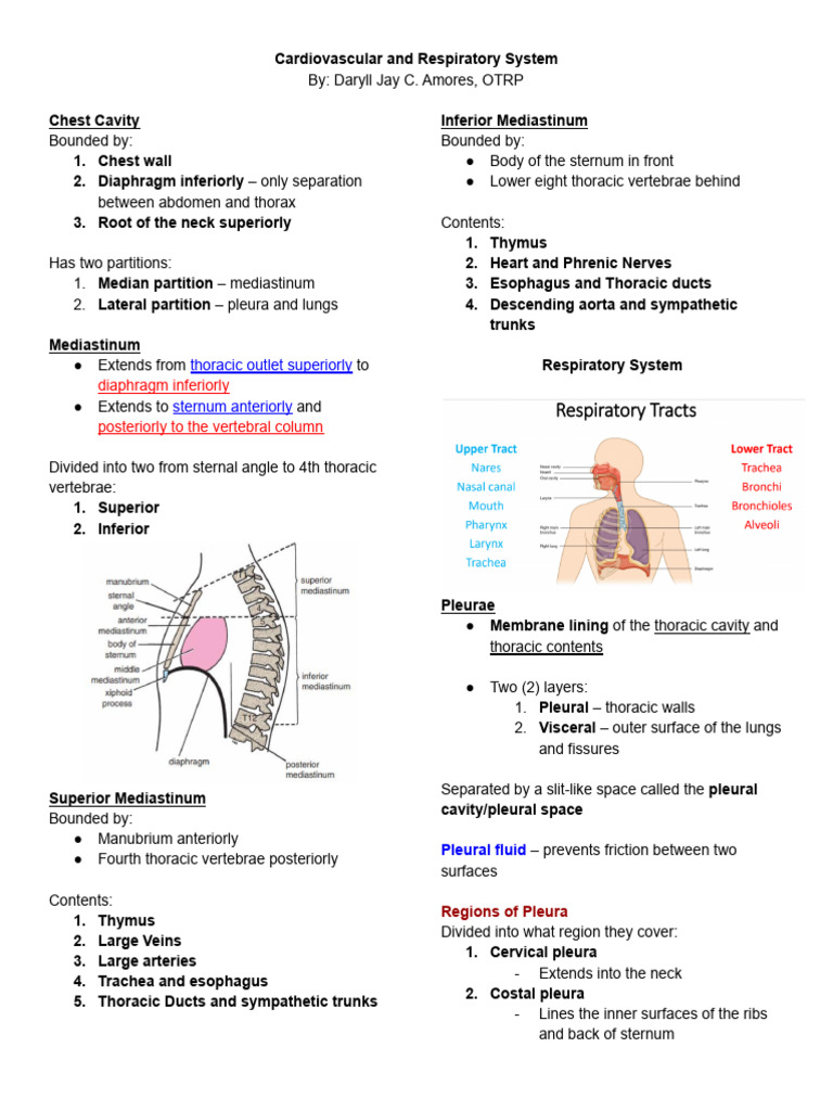 Cardiovascular and Respiratory Anatomy Overview | PDF | Heart Valve | Heart