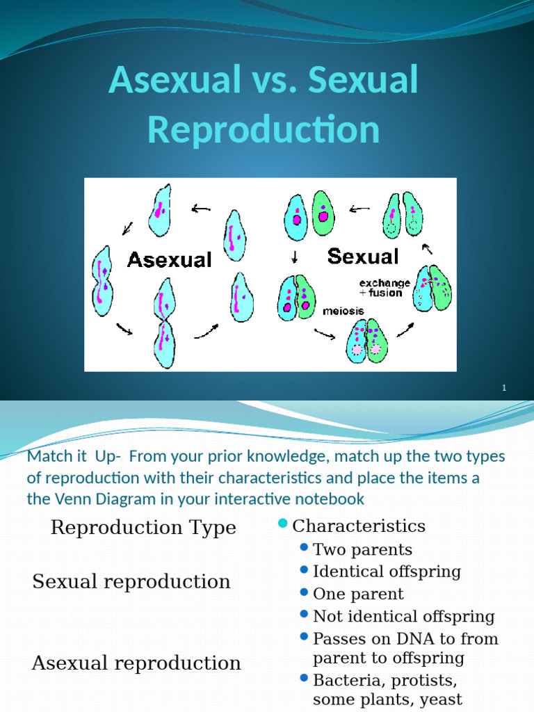 Asexual vs. Sexual Reproduction Guide | PDF | Reproduction | Sexual ...