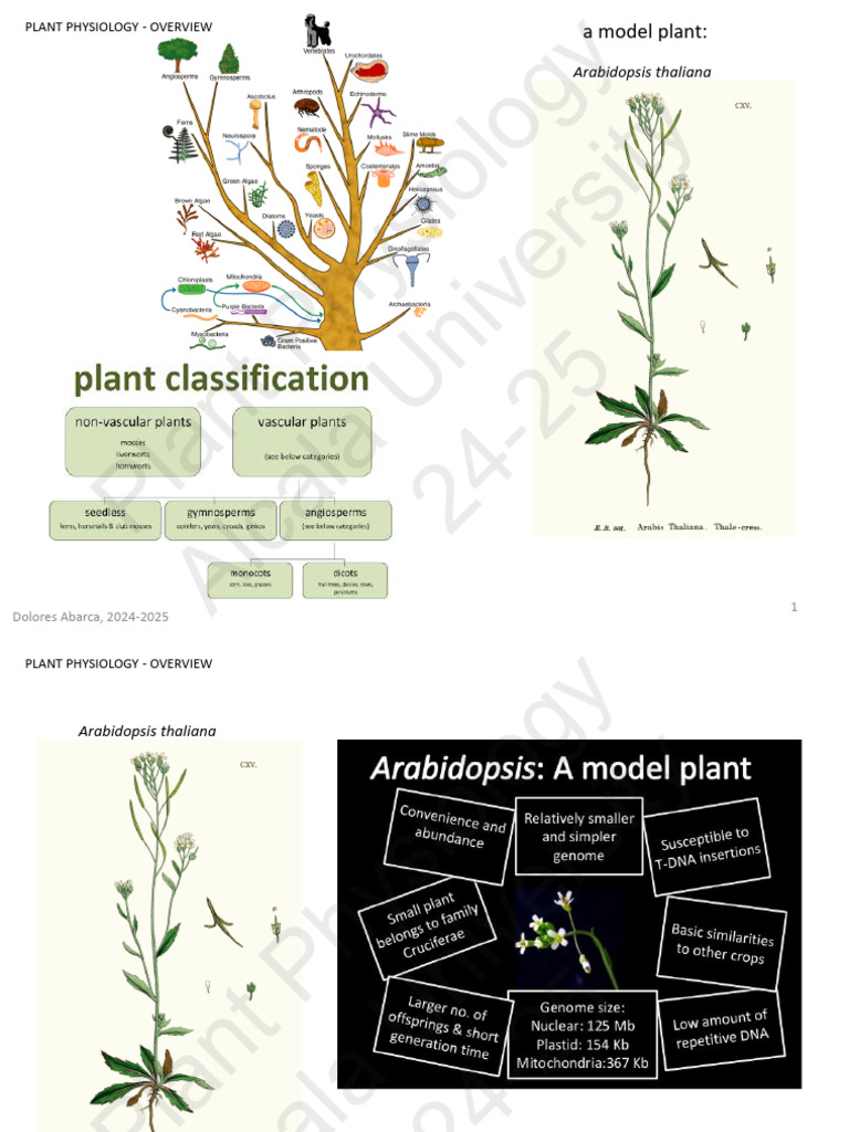 01-Plant Physiology - Overview | PDF | Photosynthesis | Plant Hormone