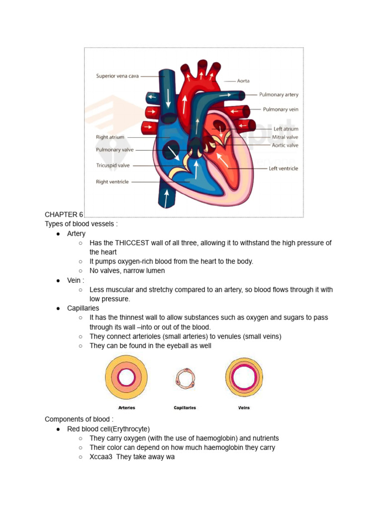 Blood Vessels and Circulatory System Overview | PDF | Heart | Blood