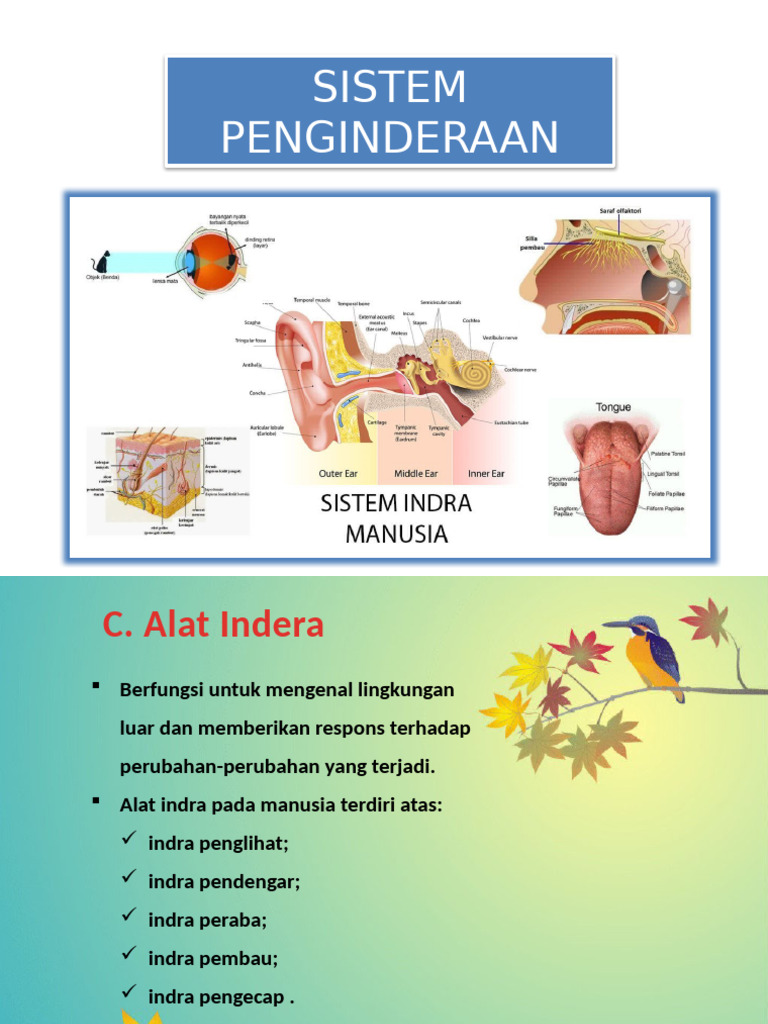 Alat Indera Manusia dan Fungsinya | PDF