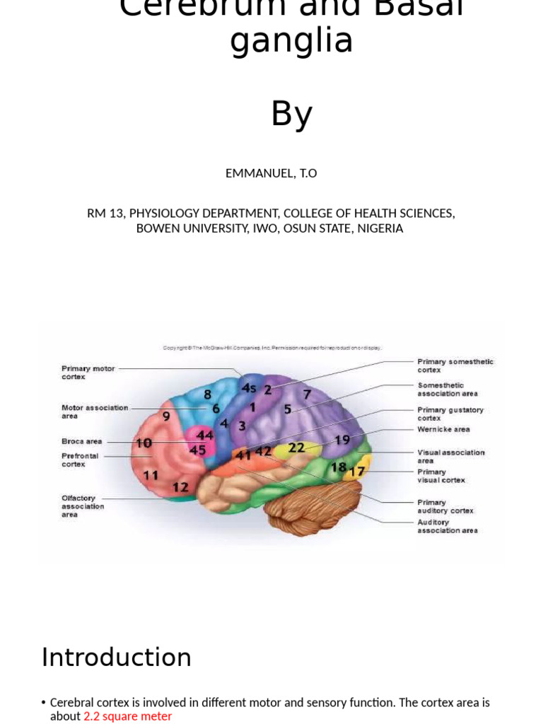 Cerebrum and Basal Ganglia | PDF | Cerebral Cortex | Parietal Lobe