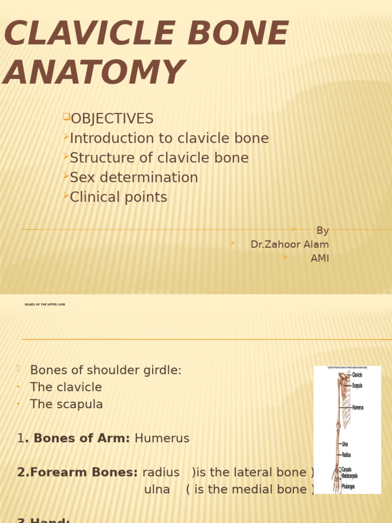 Clavicle Anatomy: Structure and Views | PDF | Limbs (Anatomy ...