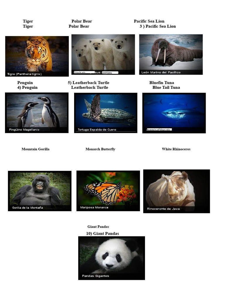 10 Endangered Animals in English and Spanish | PDF