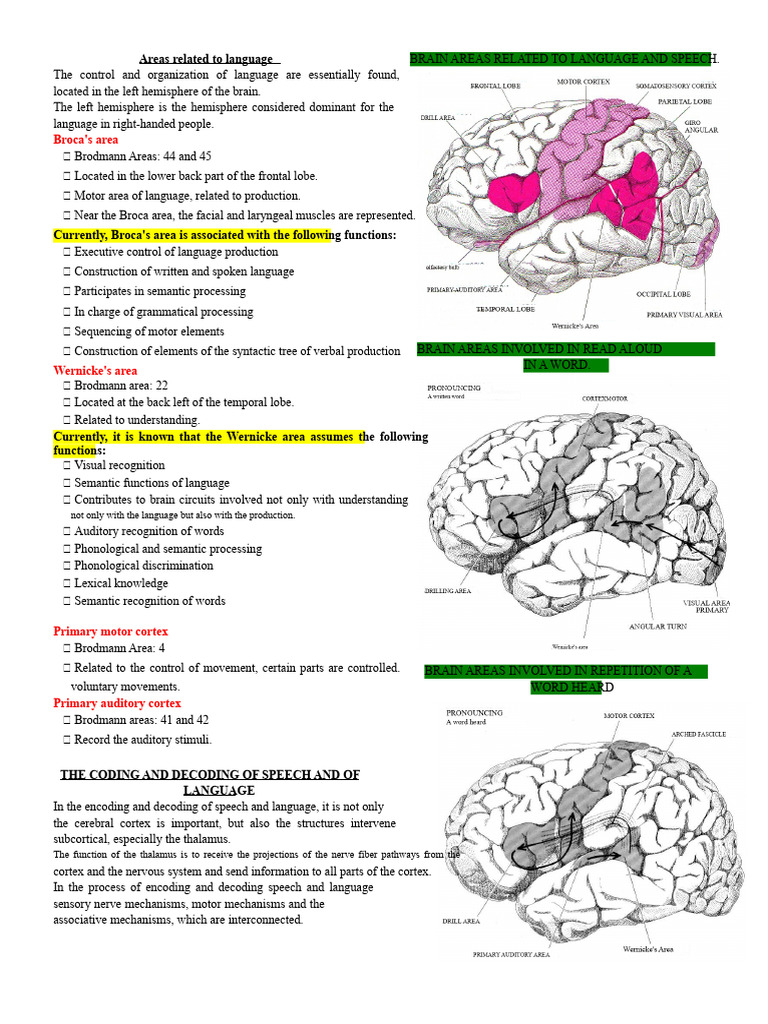 Areas related to language | PDF | Cerebral Cortex | Speech