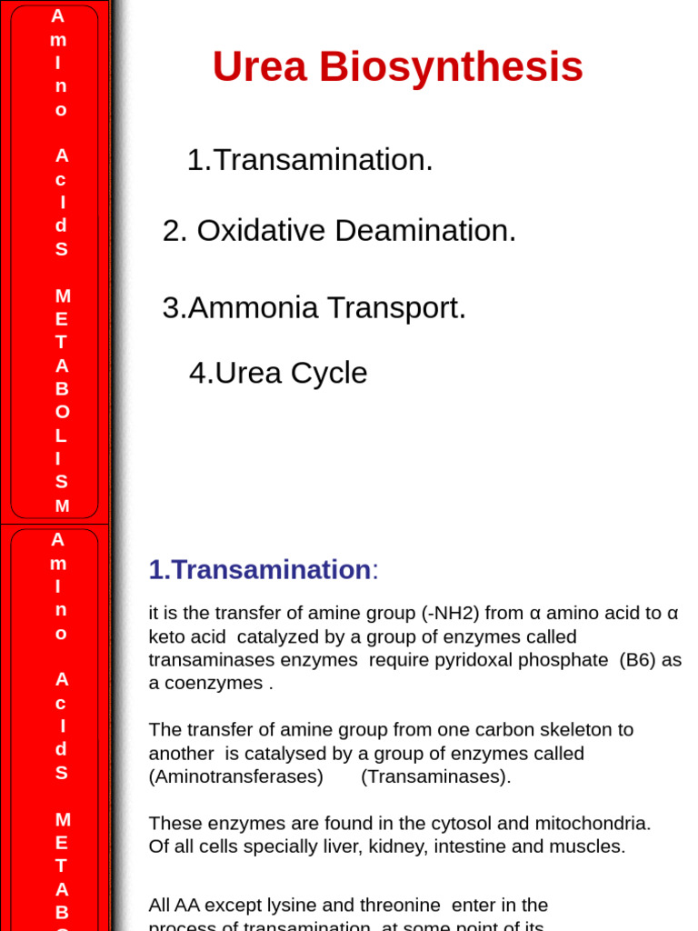 Urea Cycle and Amino Acid Metabolism | PDF | Transaminase | Alanine