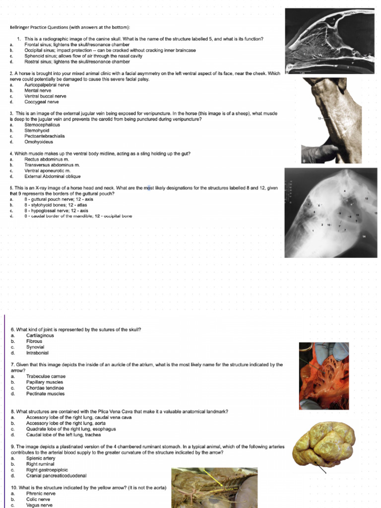 Anat Practice | PDF