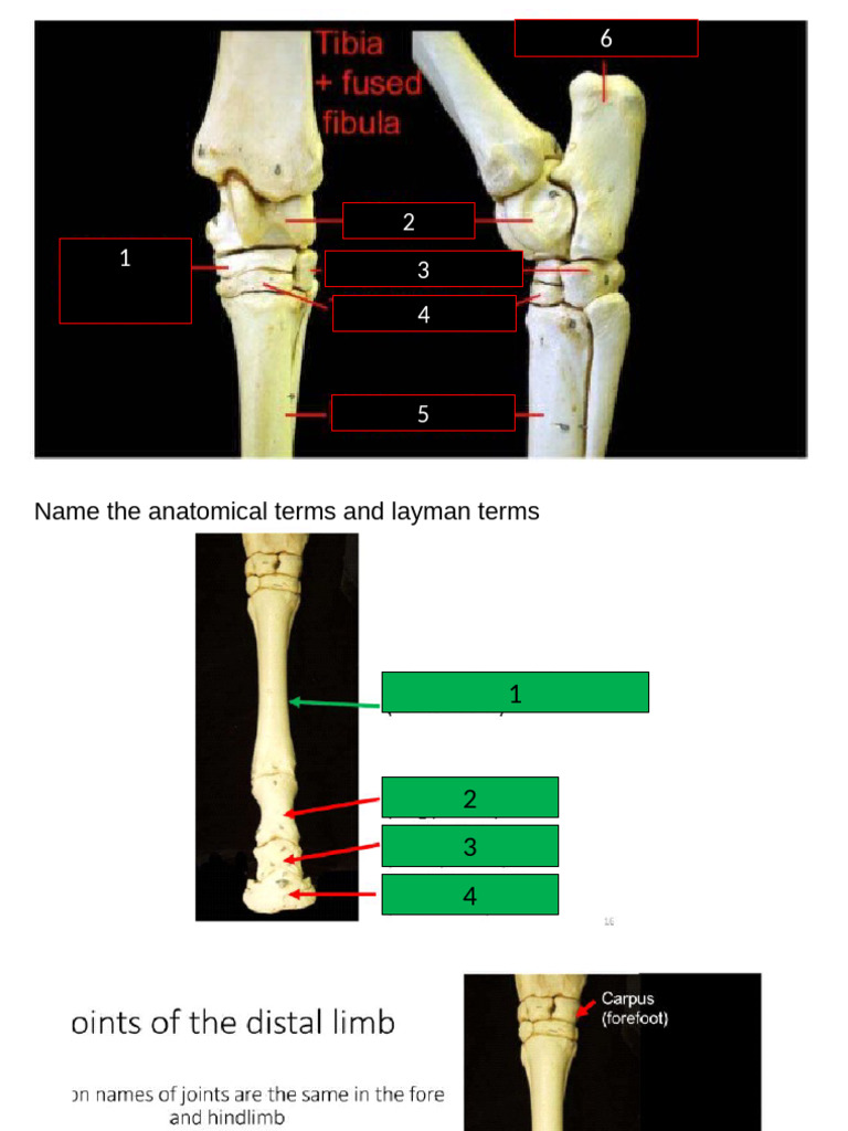 Hindlimb Review | PDF | Lower Limb Anatomy | Limbs (Anatomy)