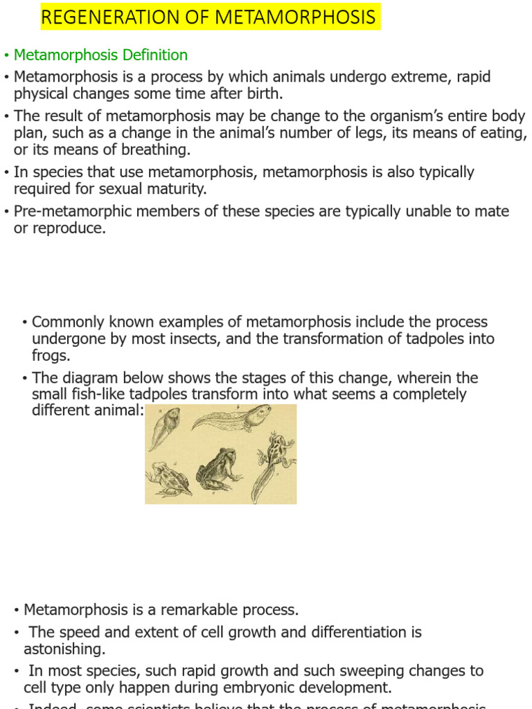 Metamorphosis and Epimorphosis Explained | PDF | Regeneration (Biology ...