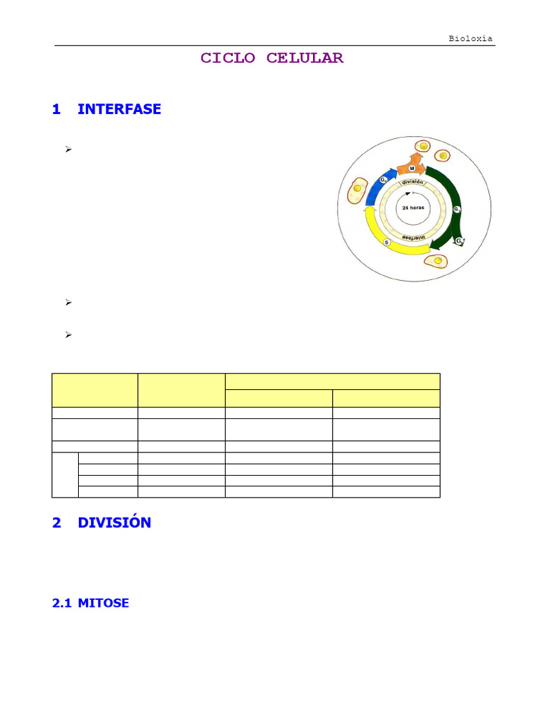 Ciclo Celular | PDF