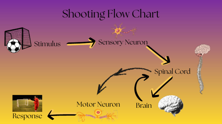 Shooting Flowchart | PDF