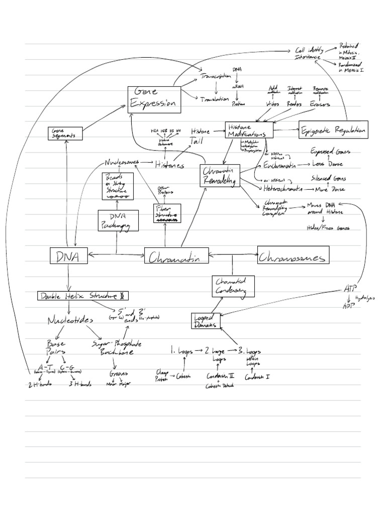 DNA and Chromosomes Mind Map - Cell and Molecular Biology | PDF | Gene ...