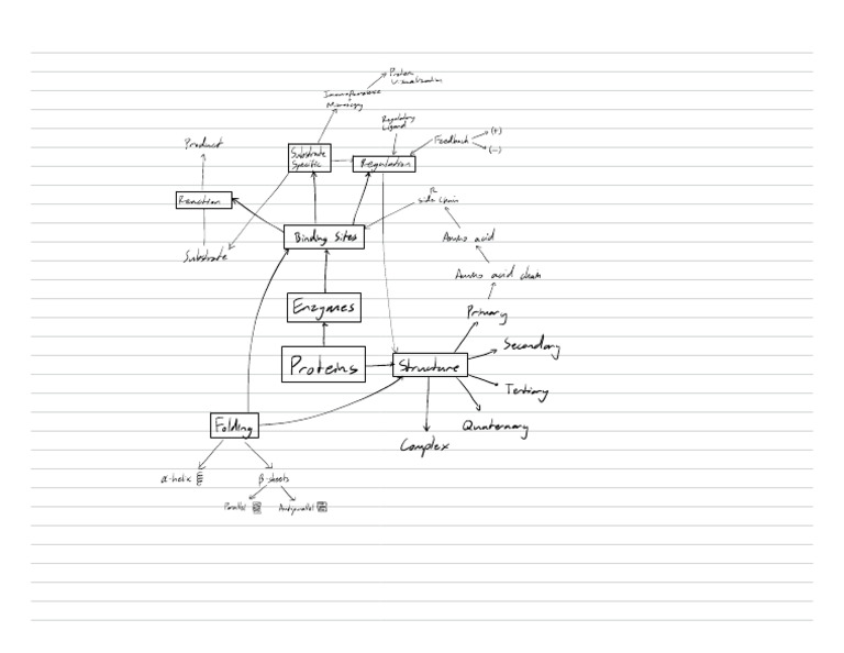 Mind Map Protein Structure and Function | PDF
