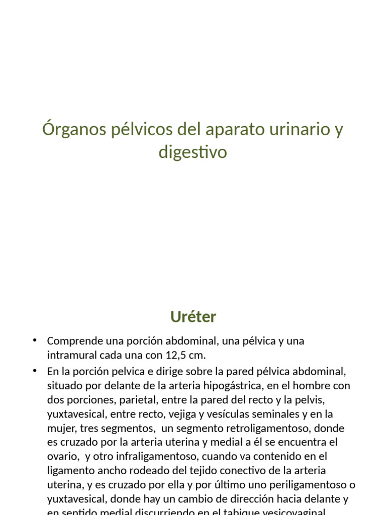 Uréter, Vejiga, Recto y Conducto Anal 1 | PDF | Pelvis | Abdomen