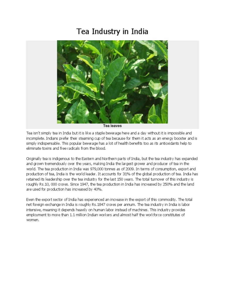 India's Robust Tea Industry: A Detailed Overview of Production ...